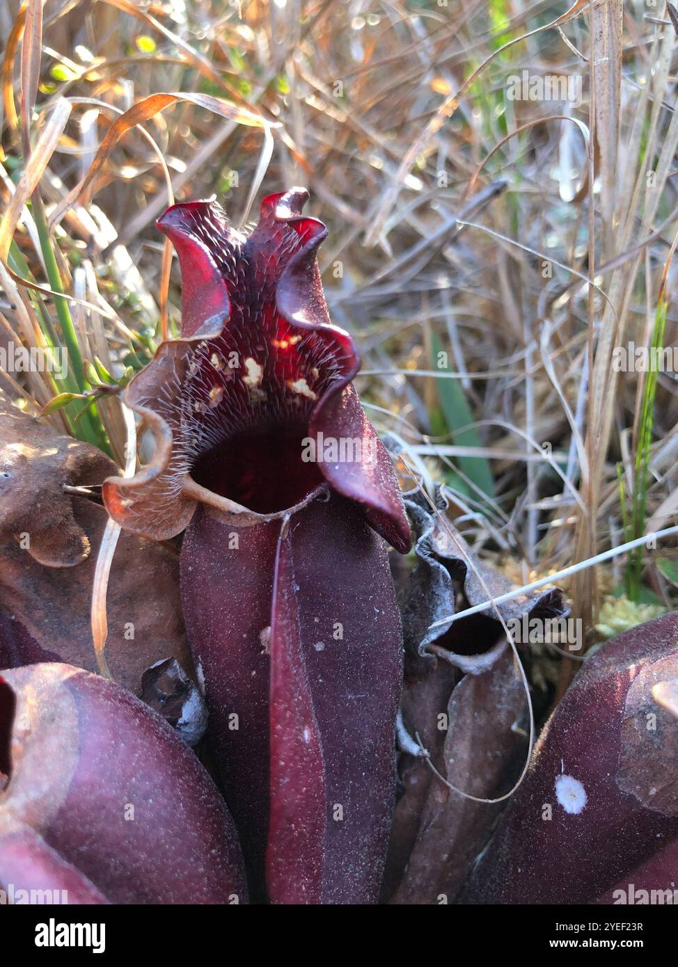 Southern Purple Pitcher Plant (Sarracenia purpurea venosa Stock Photo ...