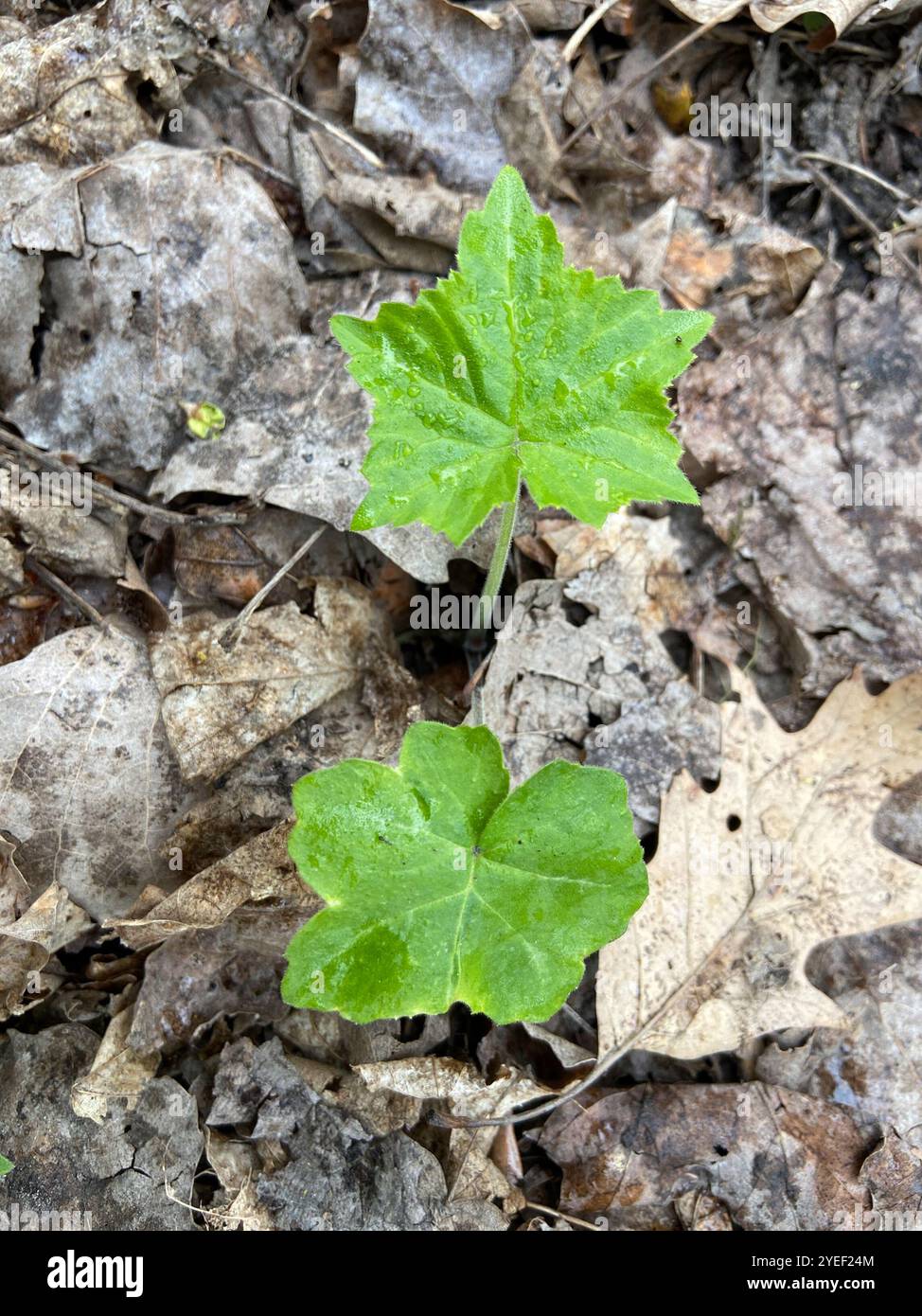 Broad-leaf Waterleaf (Hydrophyllum canadense Stock Photo - Alamy