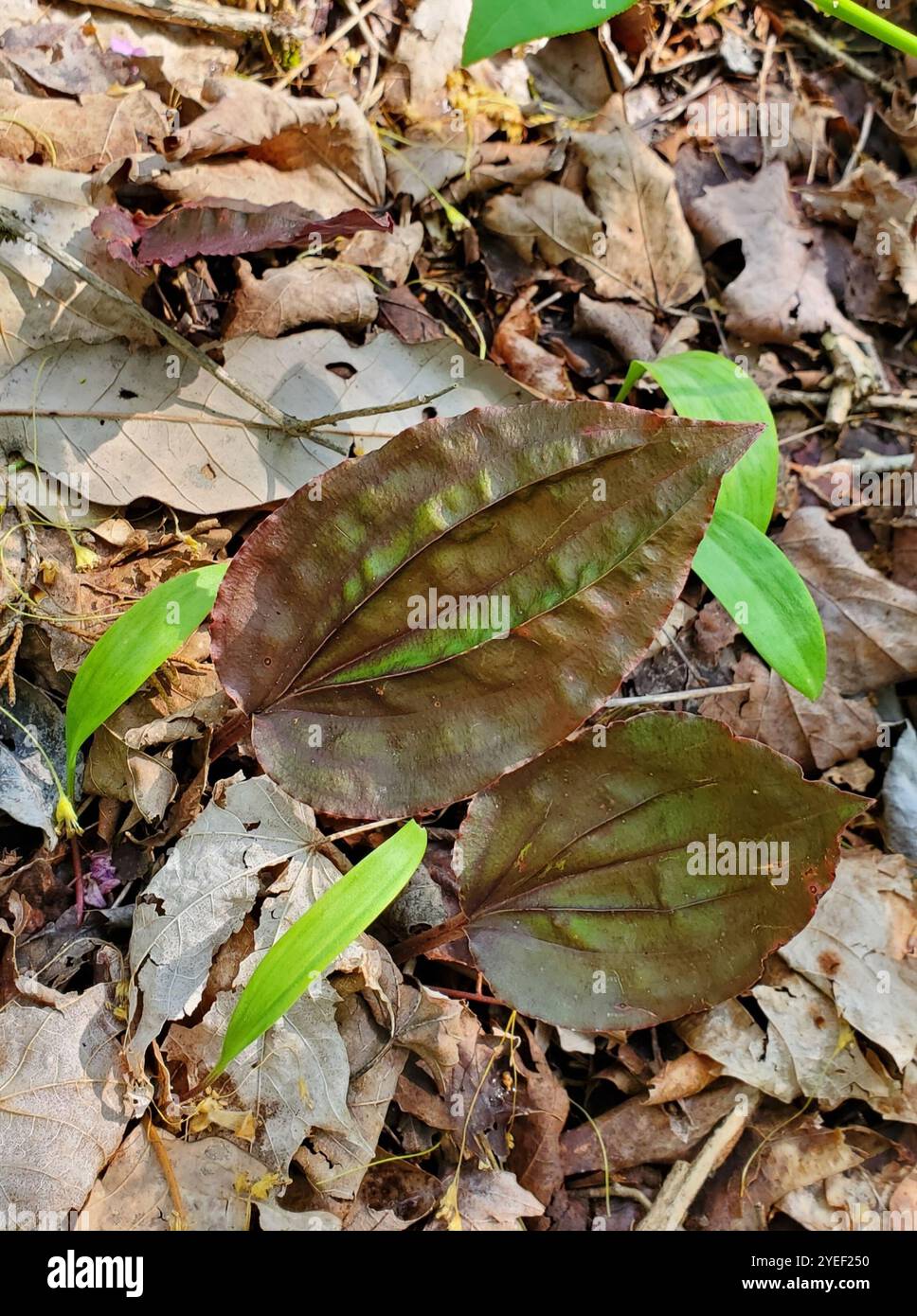crane-fly orchid (Tipularia discolor Stock Photo - Alamy