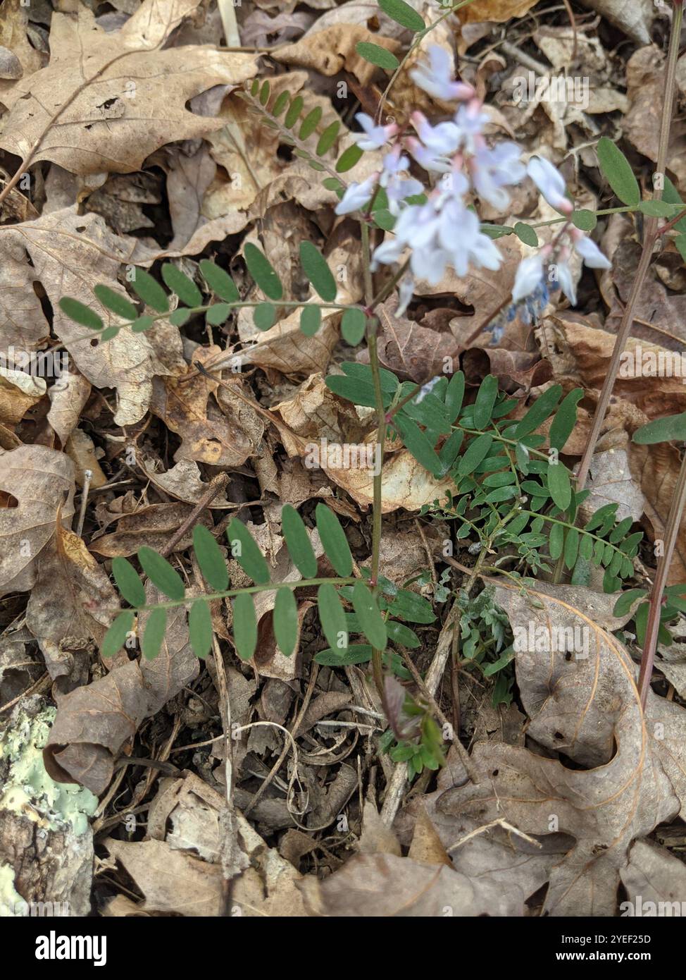 Carolina Vetch (Vicia caroliniana Stock Photo - Alamy
