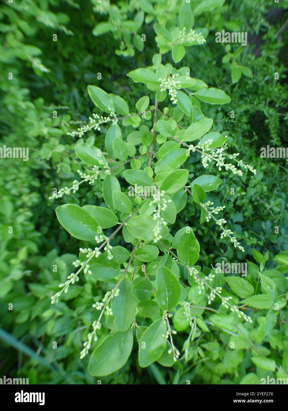 Chinese privet (Ligustrum sinense Stock Photo - Alamy