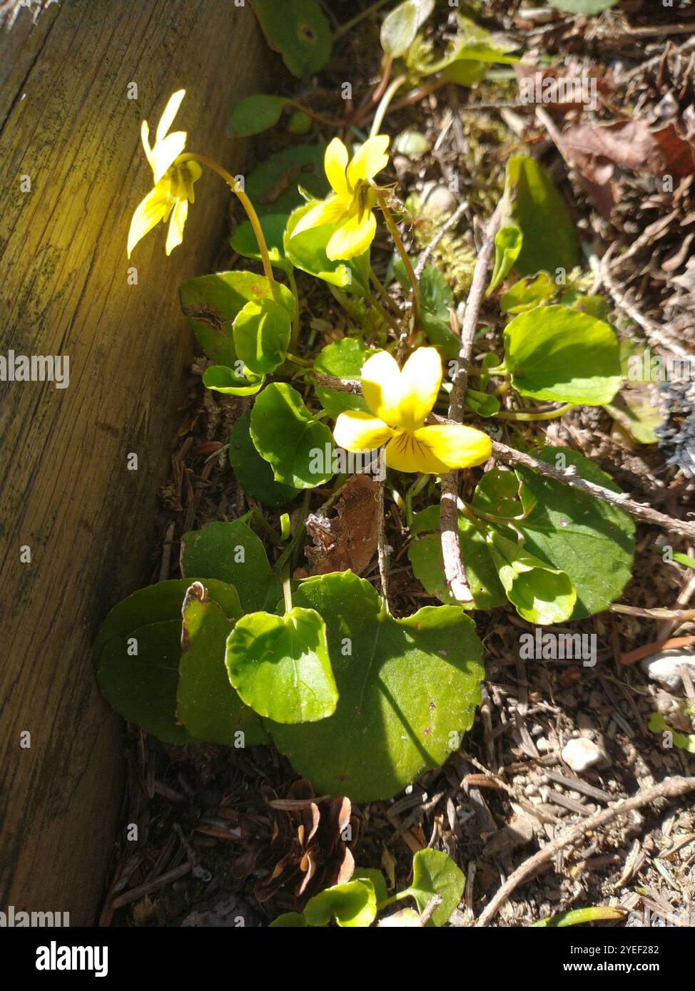 Redwood Violet (Viola sempervirens Stock Photo - Alamy