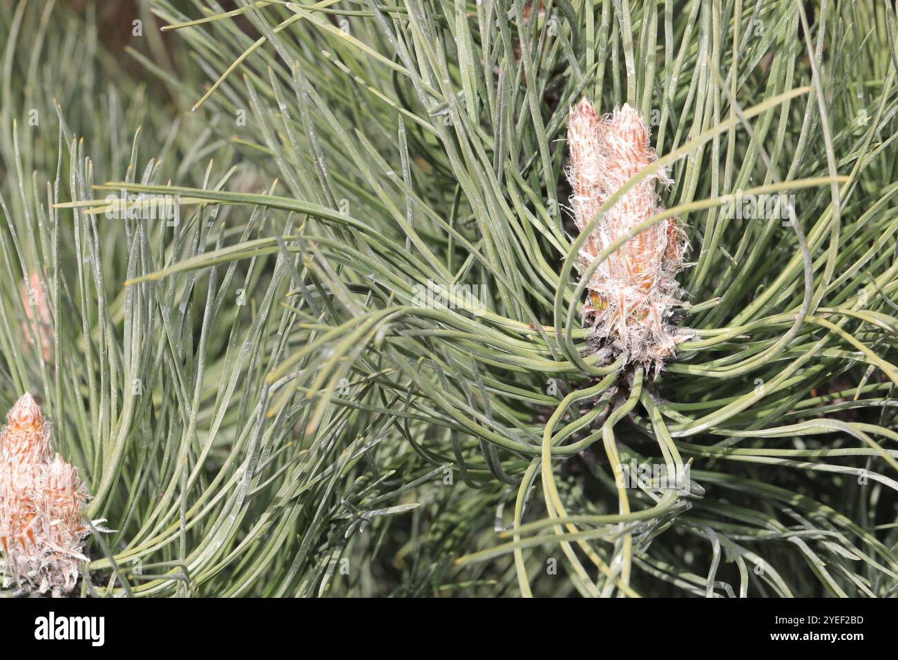 maritime pine (Pinus pinaster Stock Photo - Alamy