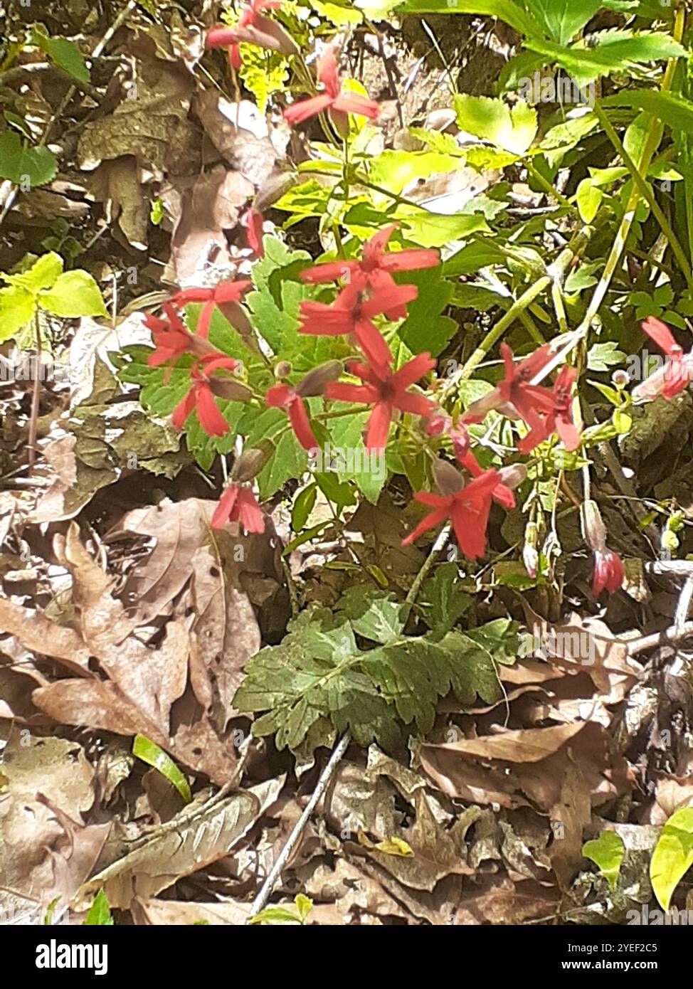 fire pink (Silene virginica Stock Photo - Alamy