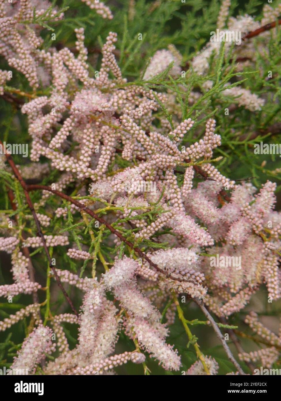 French tamarisk (Tamarix gallica Stock Photo - Alamy