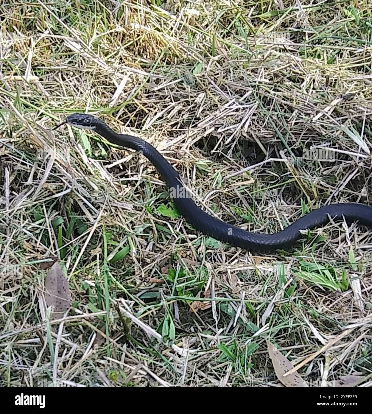 Southern Black Racer (Coluber constrictor priapus Stock Photo - Alamy