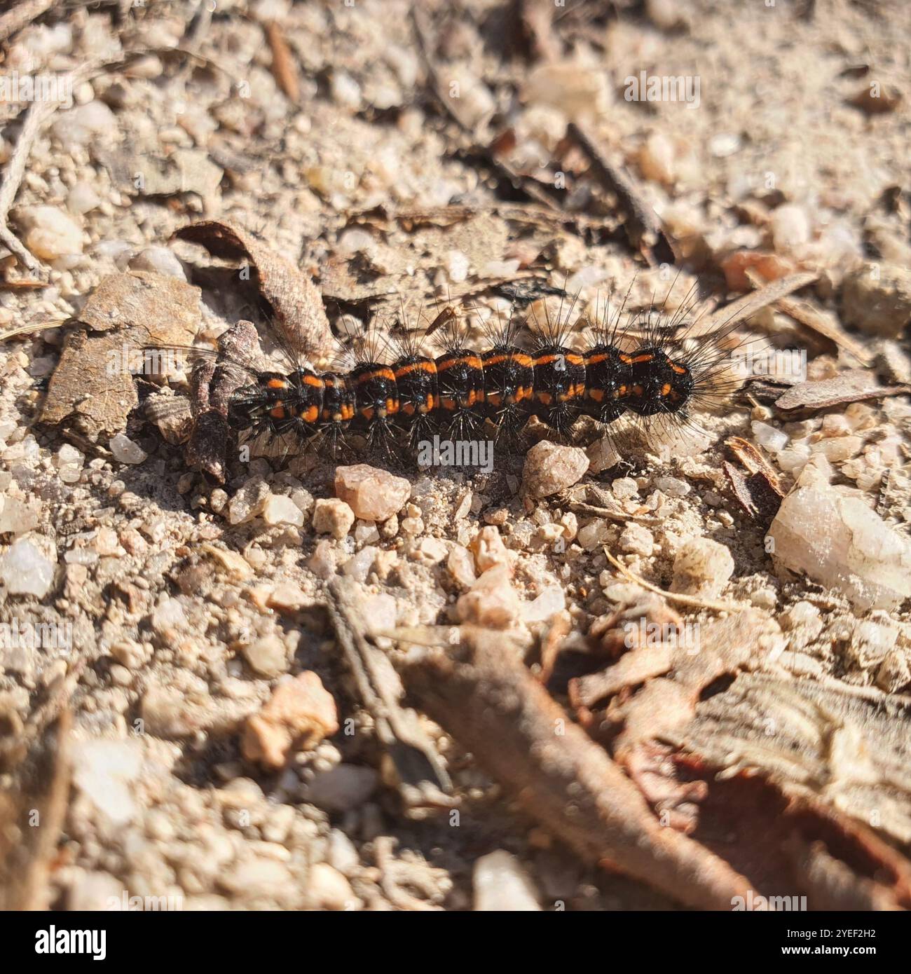 Australian magpie moth (Nyctemera amicus Stock Photo - Alamy