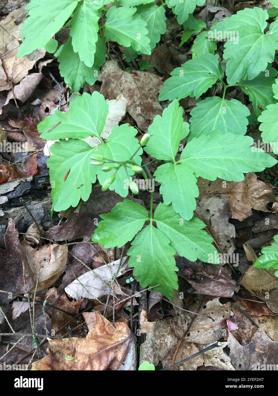 Two-leaved Toothwort (Cardamine diphylla Stock Photo - Alamy