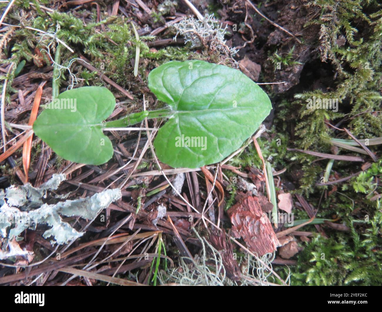 Trailplant hi-res stock photography and images - Alamy
