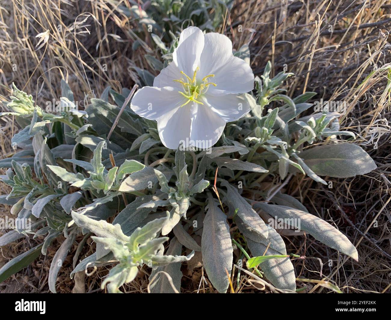 California evening primrose (Oenothera californica Stock Photo - Alamy