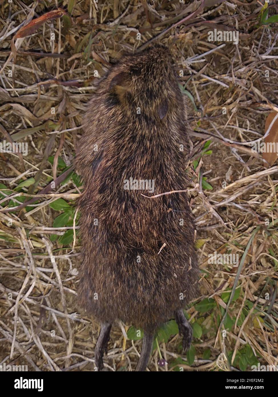 Hispid Cotton Rat (Sigmodon hispidus Stock Photo - Alamy