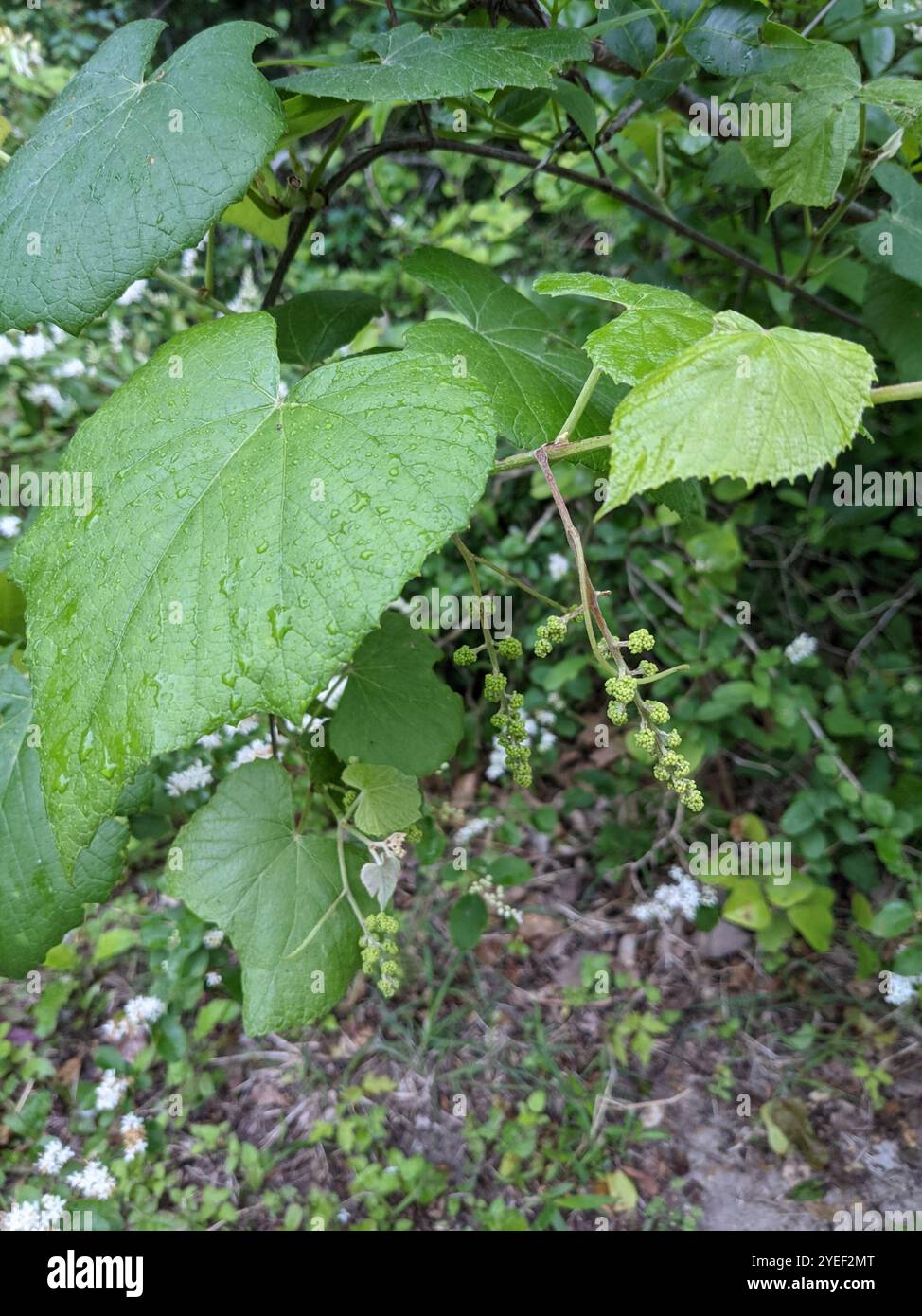 graybark grape (Vitis cinerea Stock Photo - Alamy