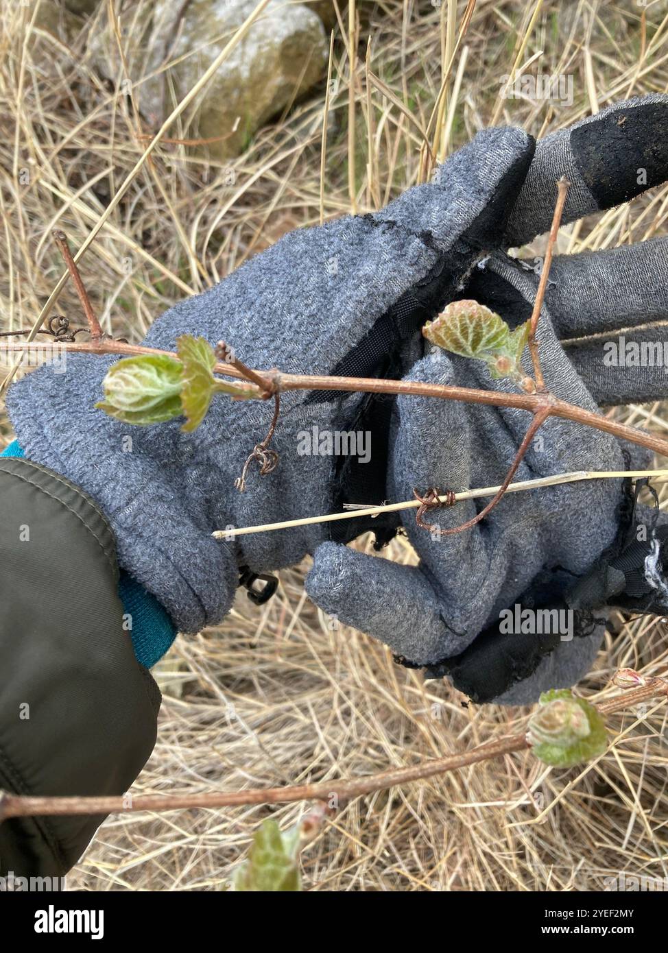 grape family (Vitaceae Stock Photo - Alamy