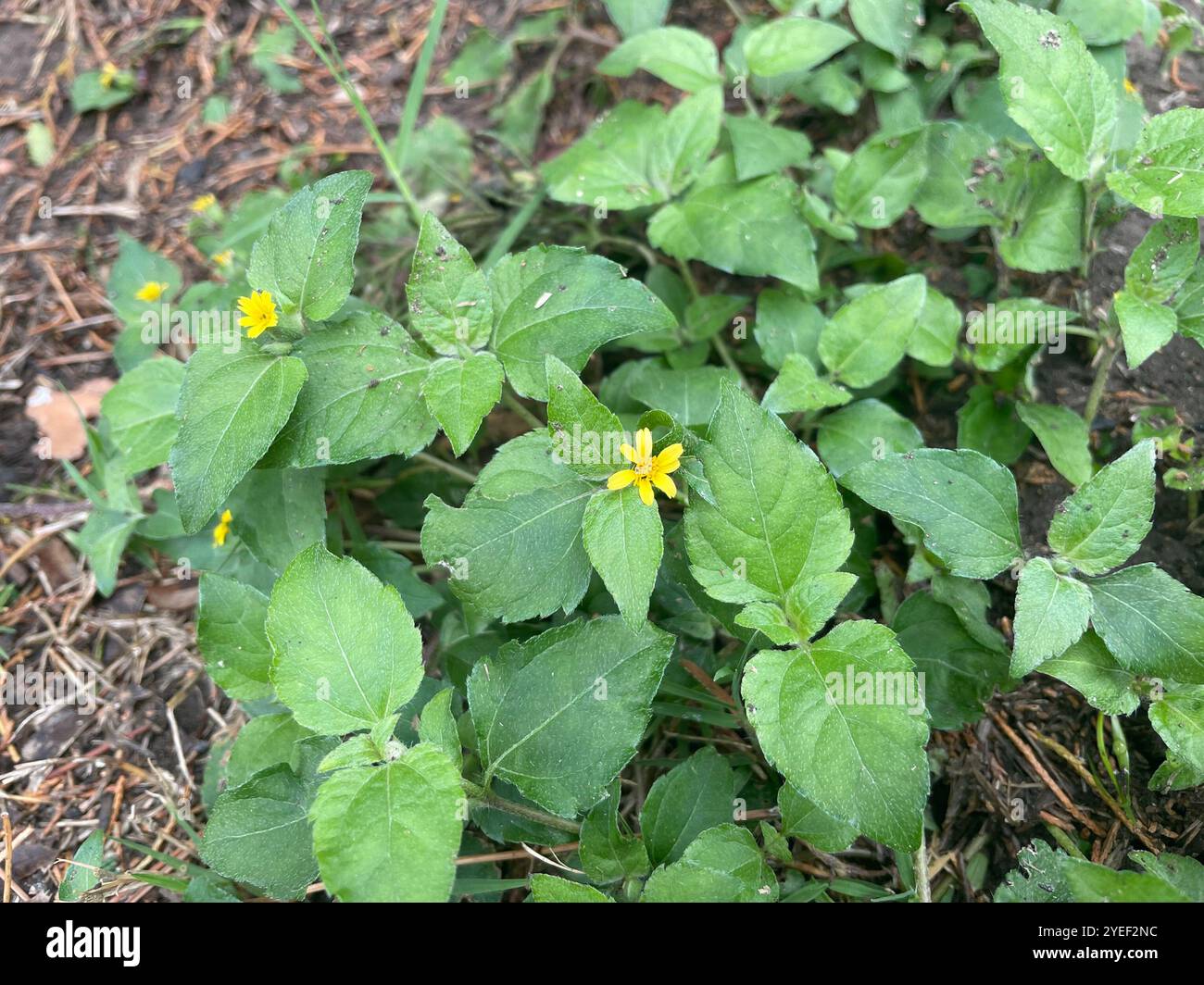 straggler daisy (Calyptocarpus vialis Stock Photo - Alamy