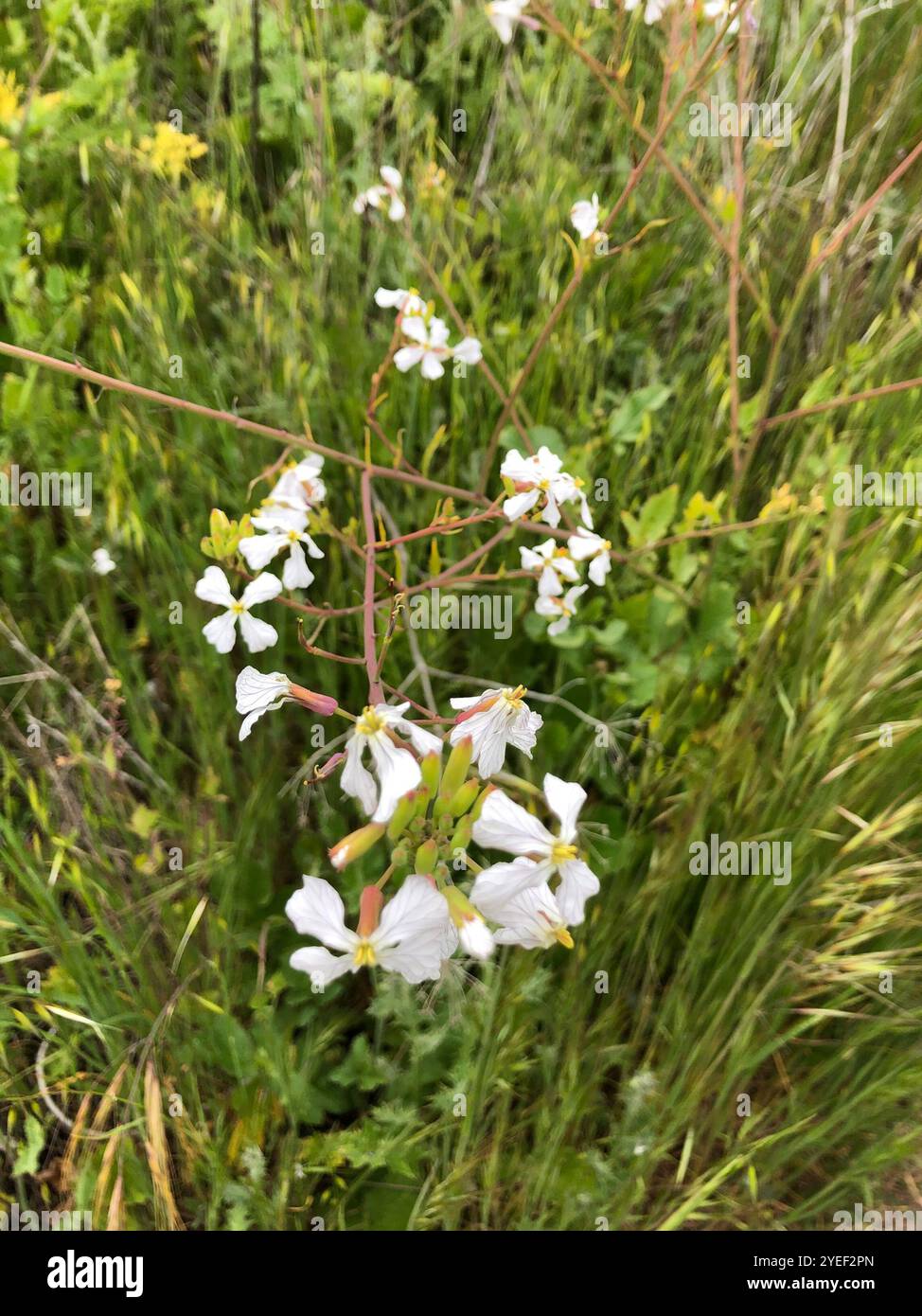 garden radish (Raphanus raphanistrum sativus Stock Photo - Alamy