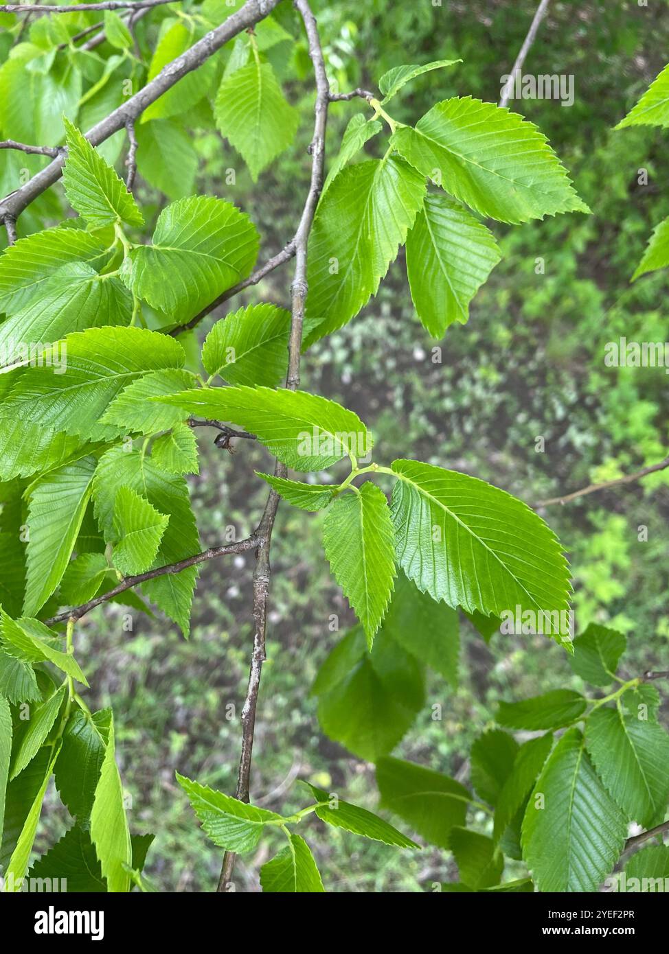 American elm (Ulmus americana Stock Photo - Alamy