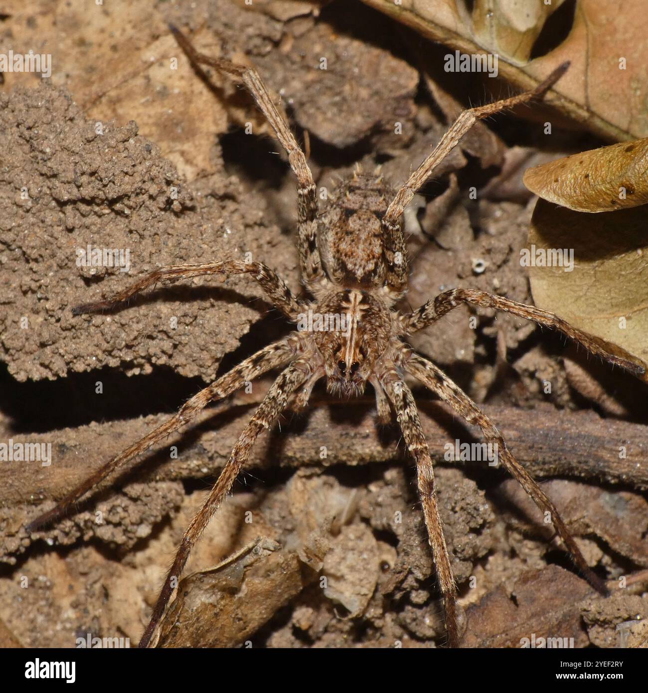 Wandering Spiders (Ctenidae Stock Photo - Alamy