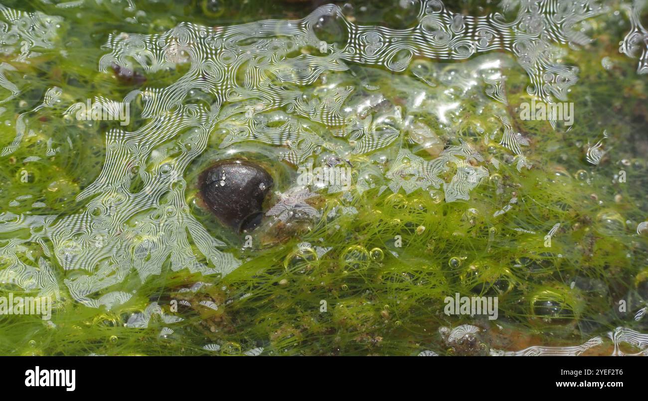 green algae (Chlorophyta Stock Photo - Alamy