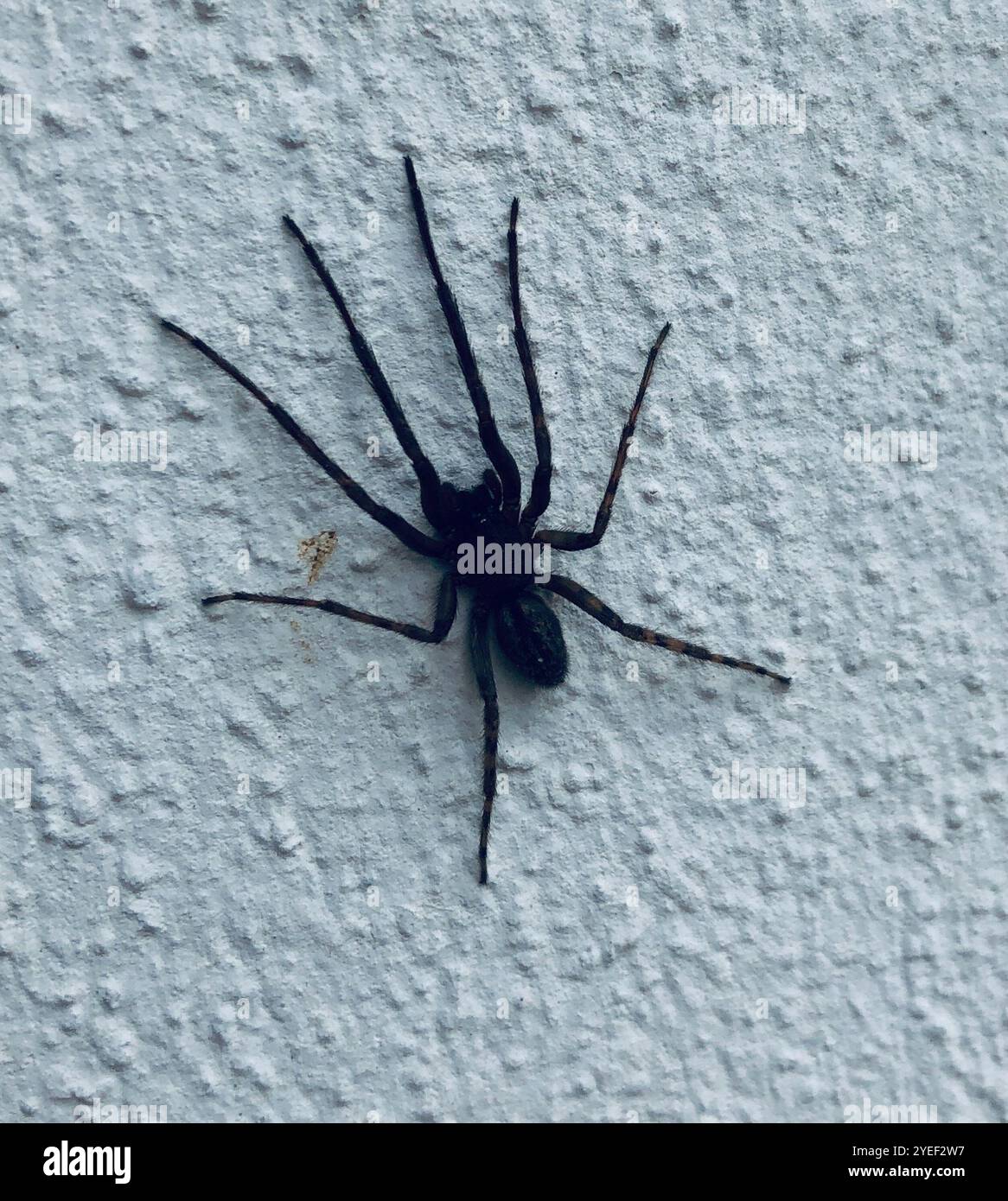 Segestria florentina spider hi-res stock photography and images - Alamy