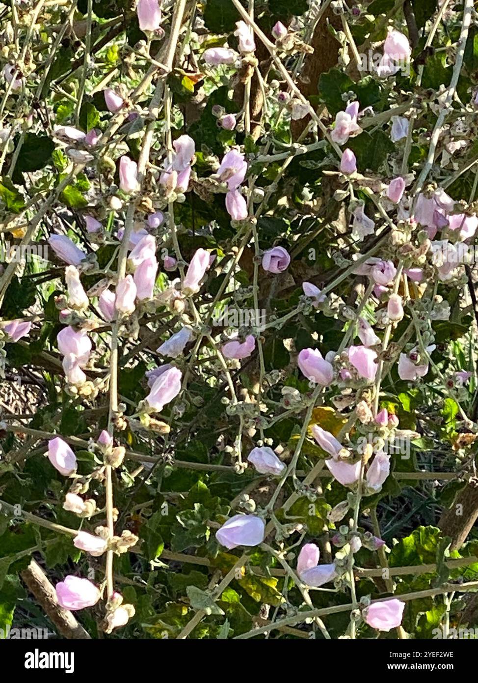 southern coastal bushmallow (Malacothamnus fasciculatus Stock Photo - Alamy