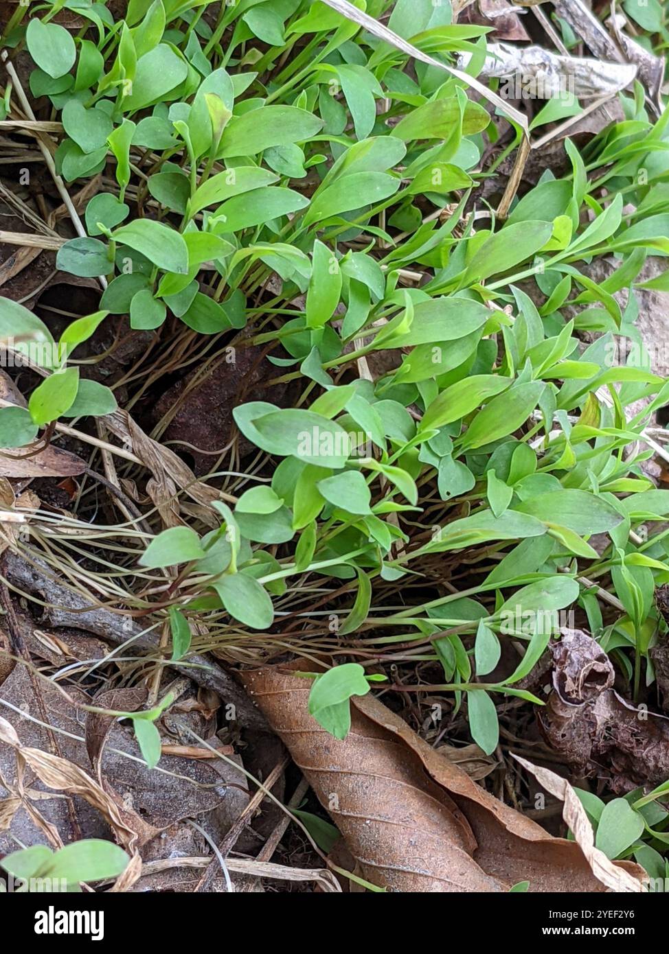 Japanese stiltgrass (Microstegium vimineum Stock Photo - Alamy