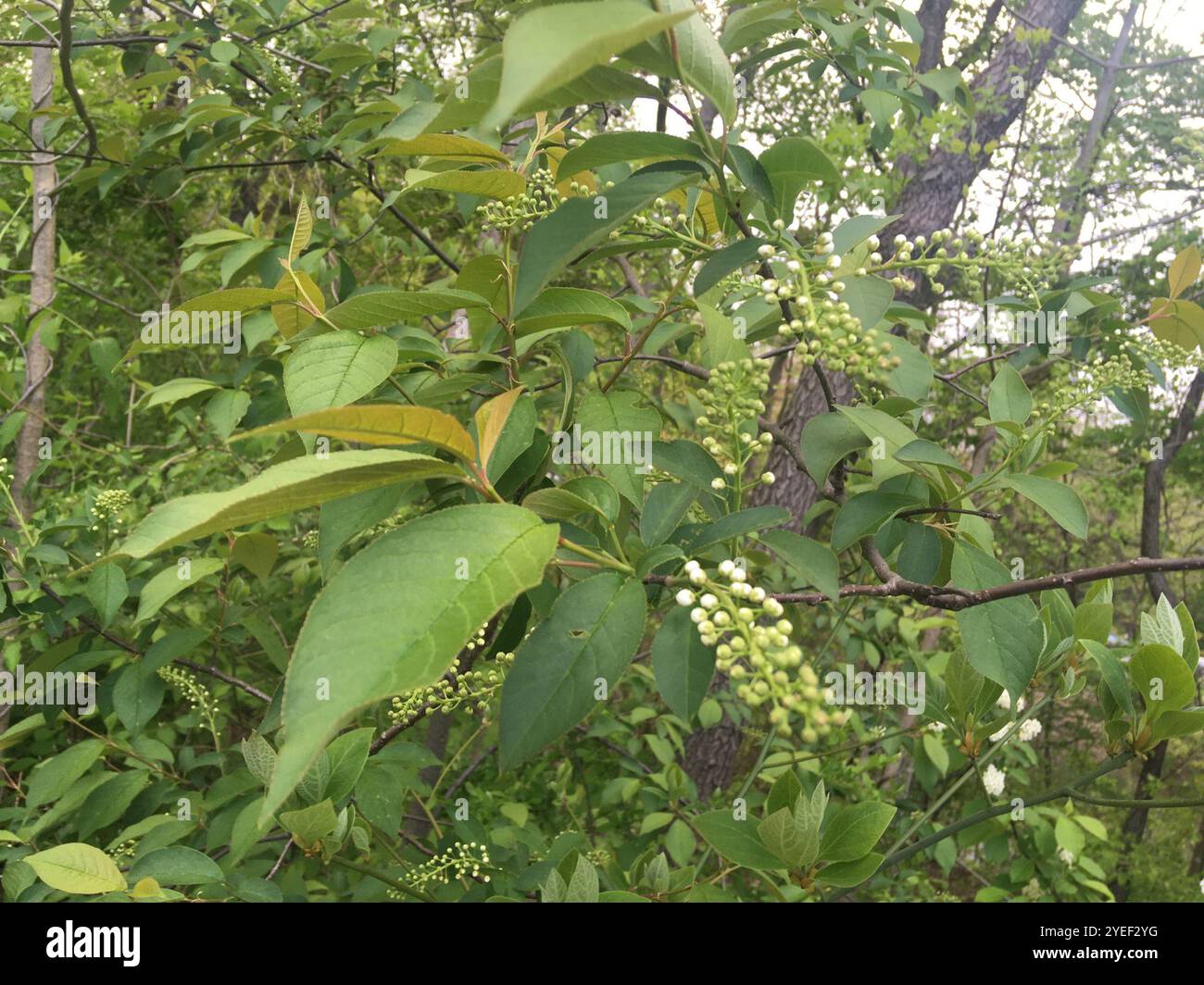 chokecherry (Prunus virginiana Stock Photo - Alamy