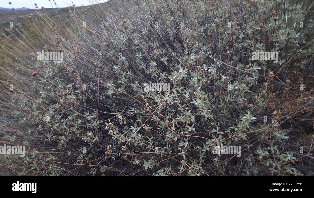 Cleveland Sage (Salvia clevelandii Stock Photo - Alamy
