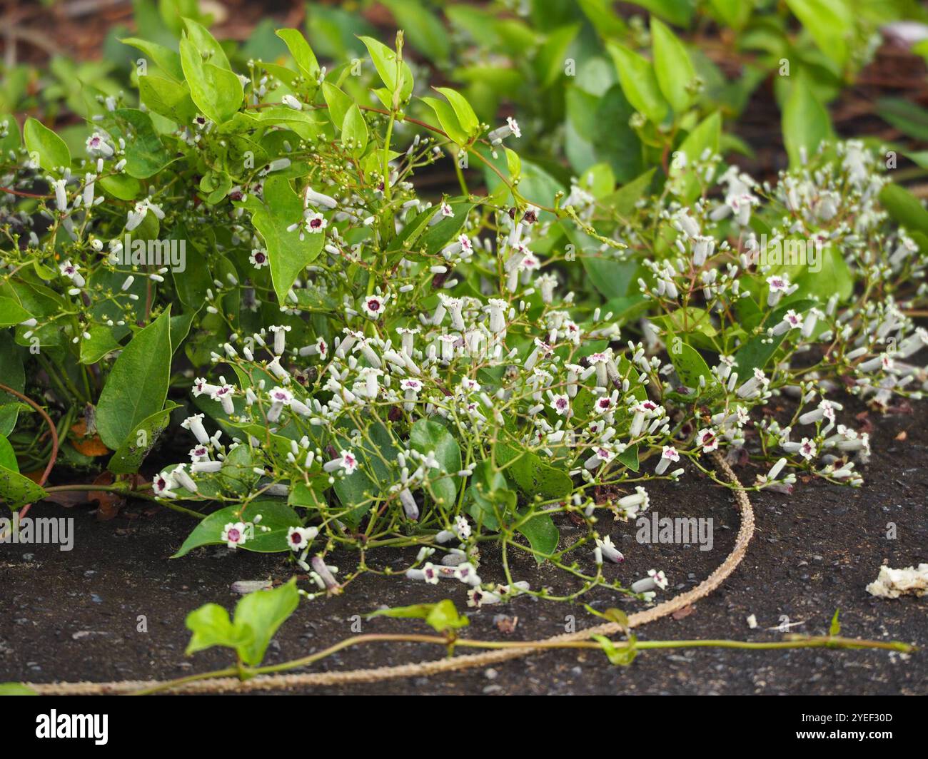 skunk vine (Paederia foetida Stock Photo - Alamy