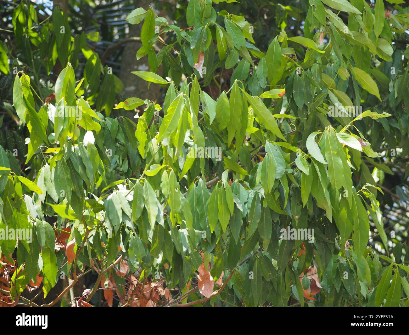 Zuiho Machilus (Machilus zuihoensis Stock Photo - Alamy