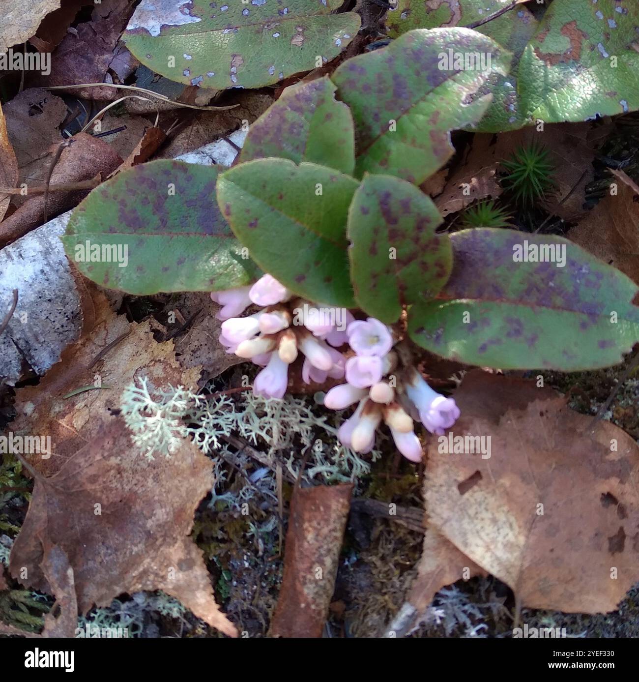 Epigaea repens hi-res stock photography and images - Alamy