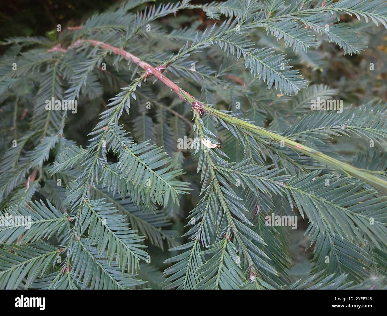 coast redwood (Sequoia sempervirens Stock Photo - Alamy