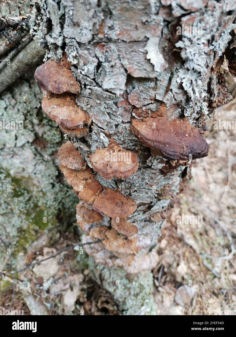 Alder Bracket (Mensularia radiata Stock Photo - Alamy