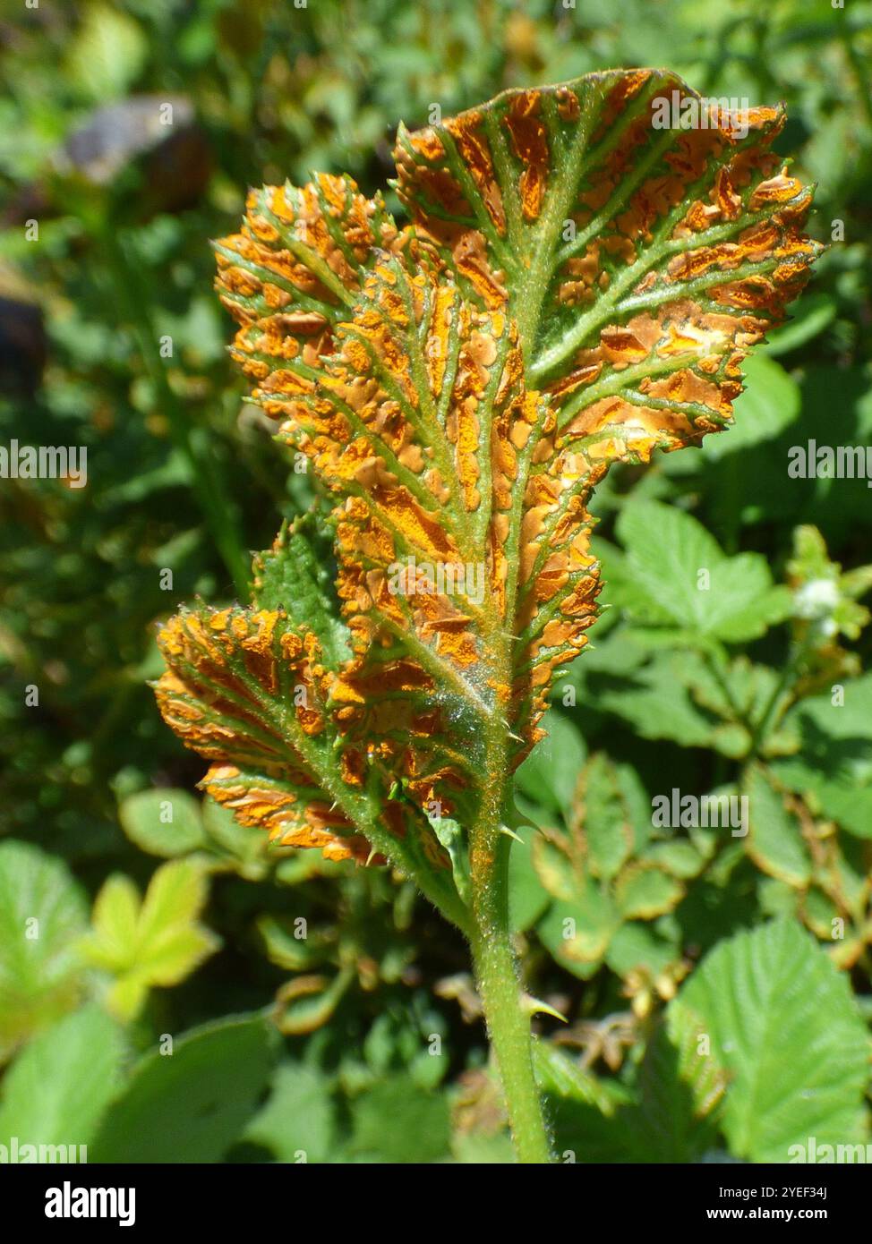 blackberry orange rust (Gymnoconia peckiana Stock Photo - Alamy