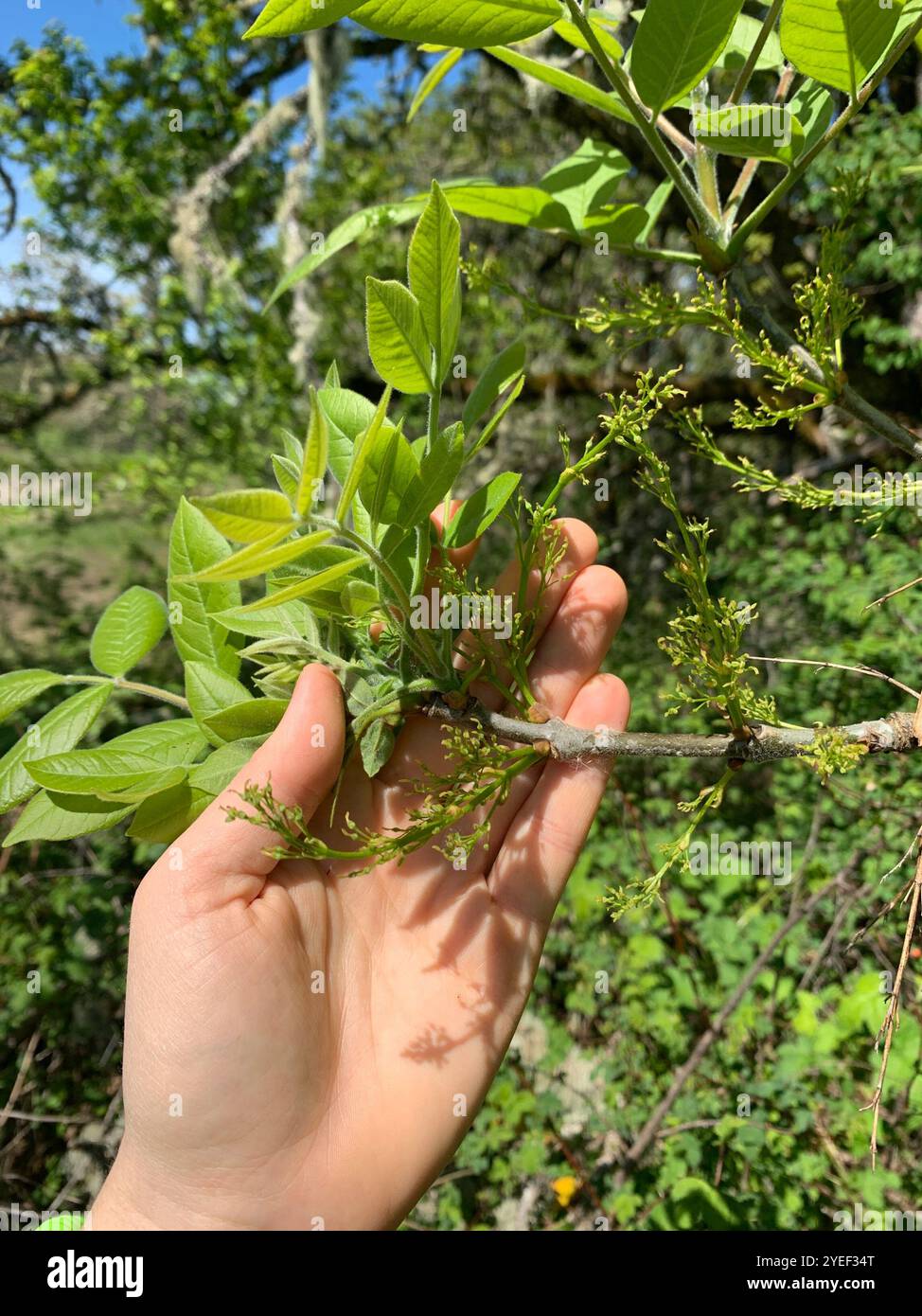 Oregon Ash (Fraxinus latifolia Stock Photo - Alamy