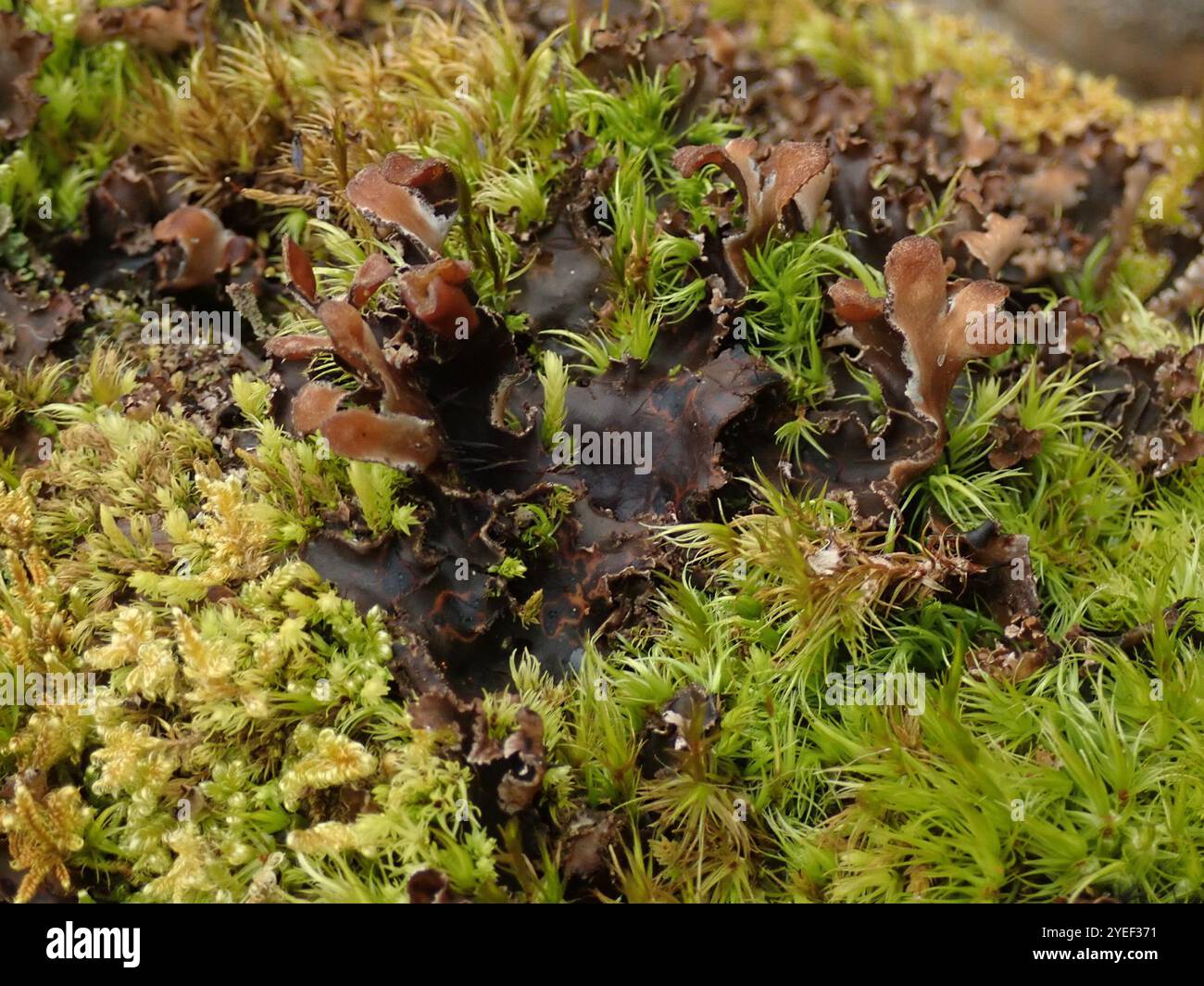 many-fruited pelt lichen (Peltigera polydactylon Stock Photo - Alamy