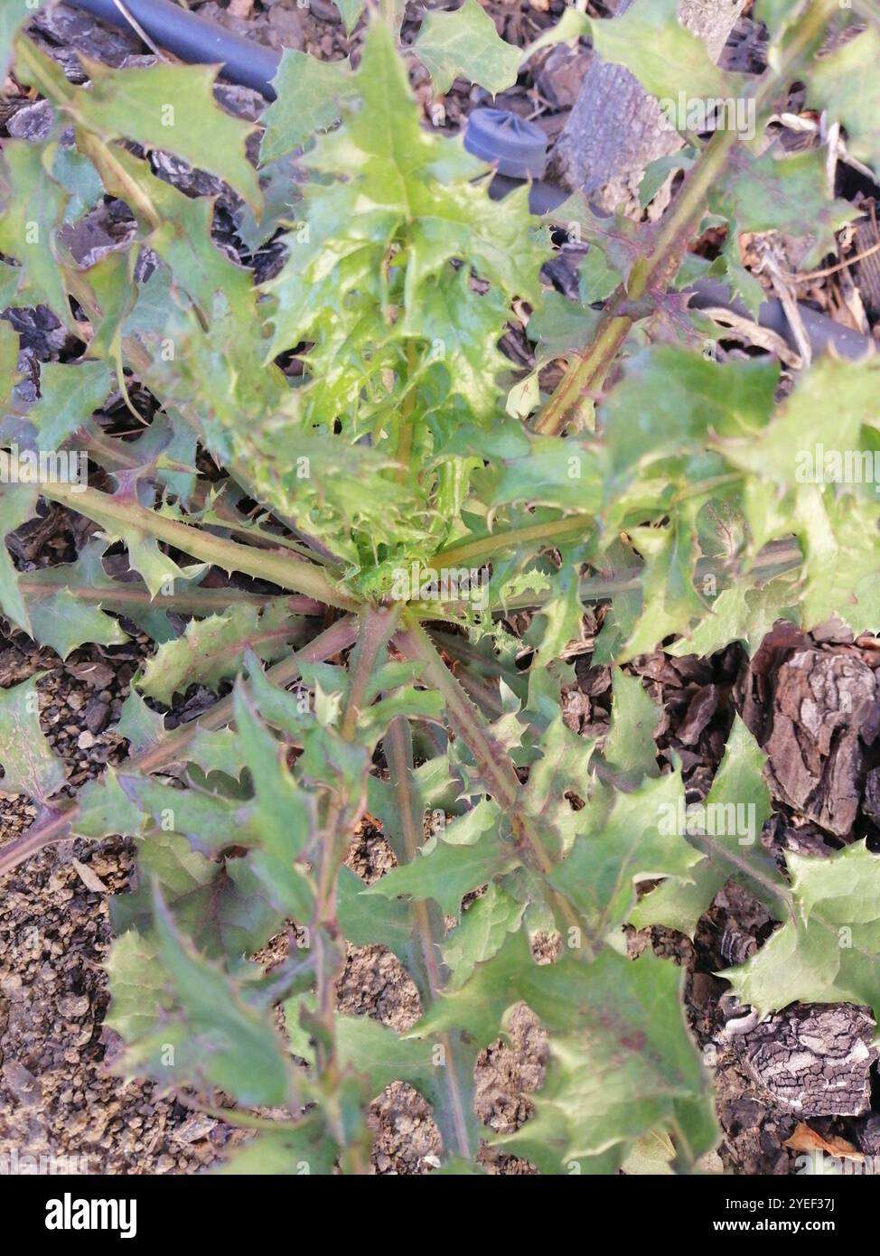 Common Sow-thistle (Sonchus oleraceus Stock Photo - Alamy