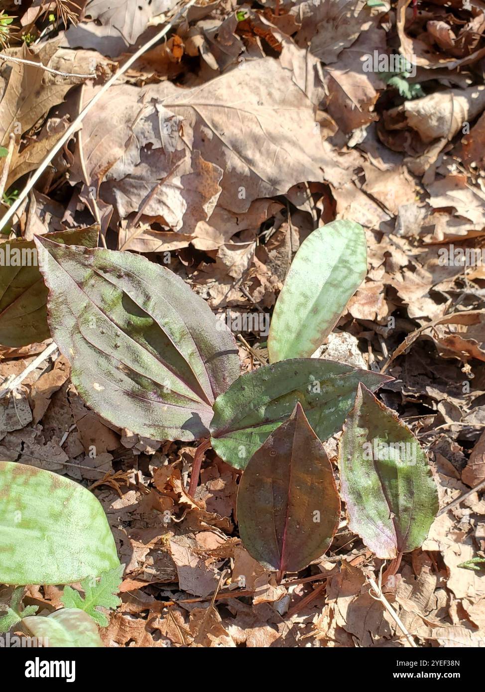 crane-fly orchid (Tipularia discolor Stock Photo - Alamy