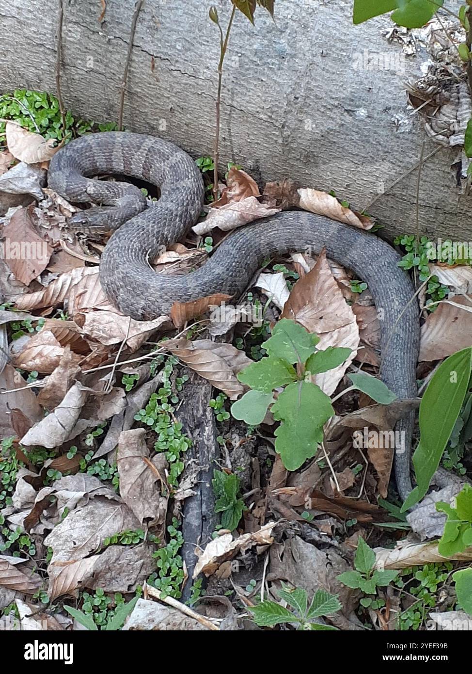 Common Watersnake (Nerodia sipedon Stock Photo - Alamy