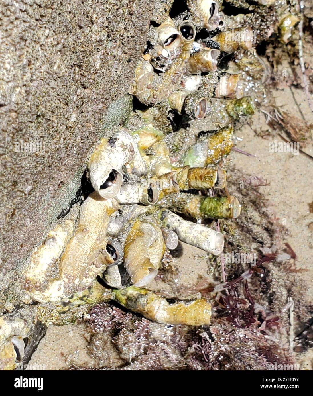 Thylacodes hi-res stock photography and images - Alamy