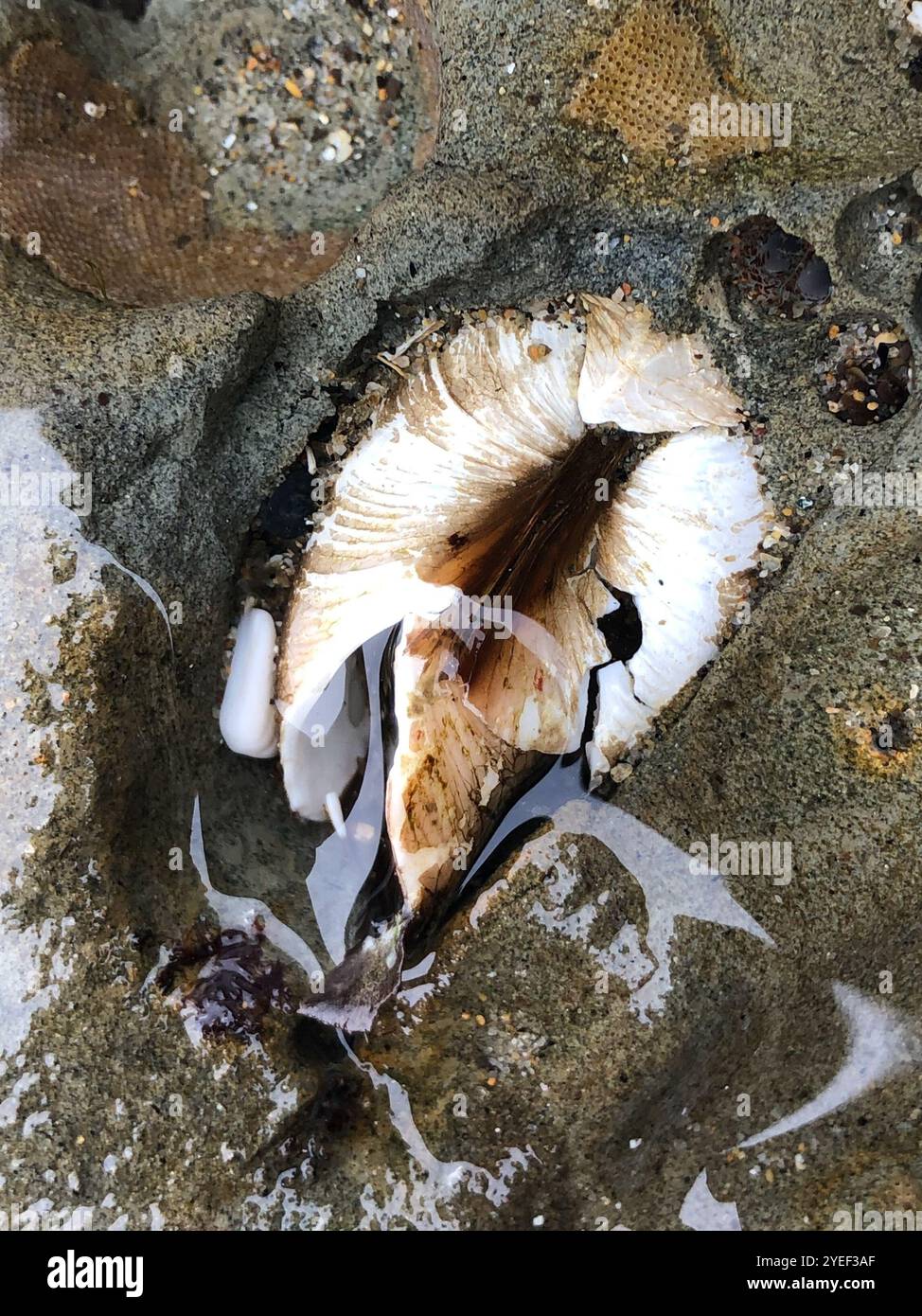 Flat-tip Piddock (Penitella penita Stock Photo - Alamy
