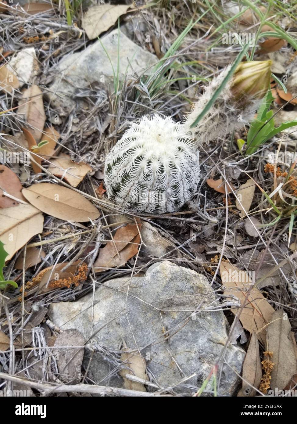 white lace cactus of Texas (Echinocereus reichenbachii caespitosus ...