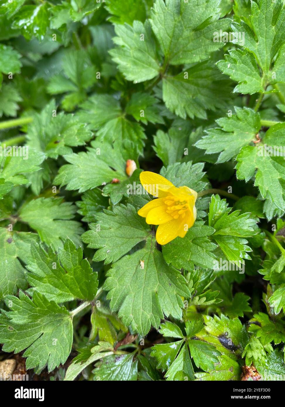 Creeping buttercup (Ranunculus repens Stock Photo - Alamy