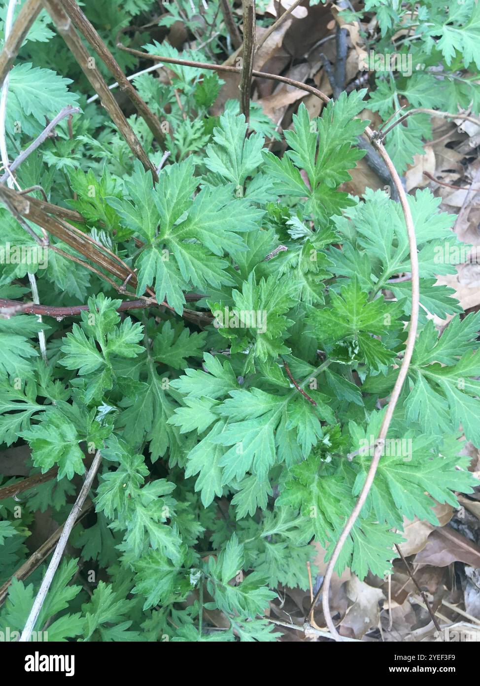 common mugwort (Artemisia vulgaris Stock Photo - Alamy