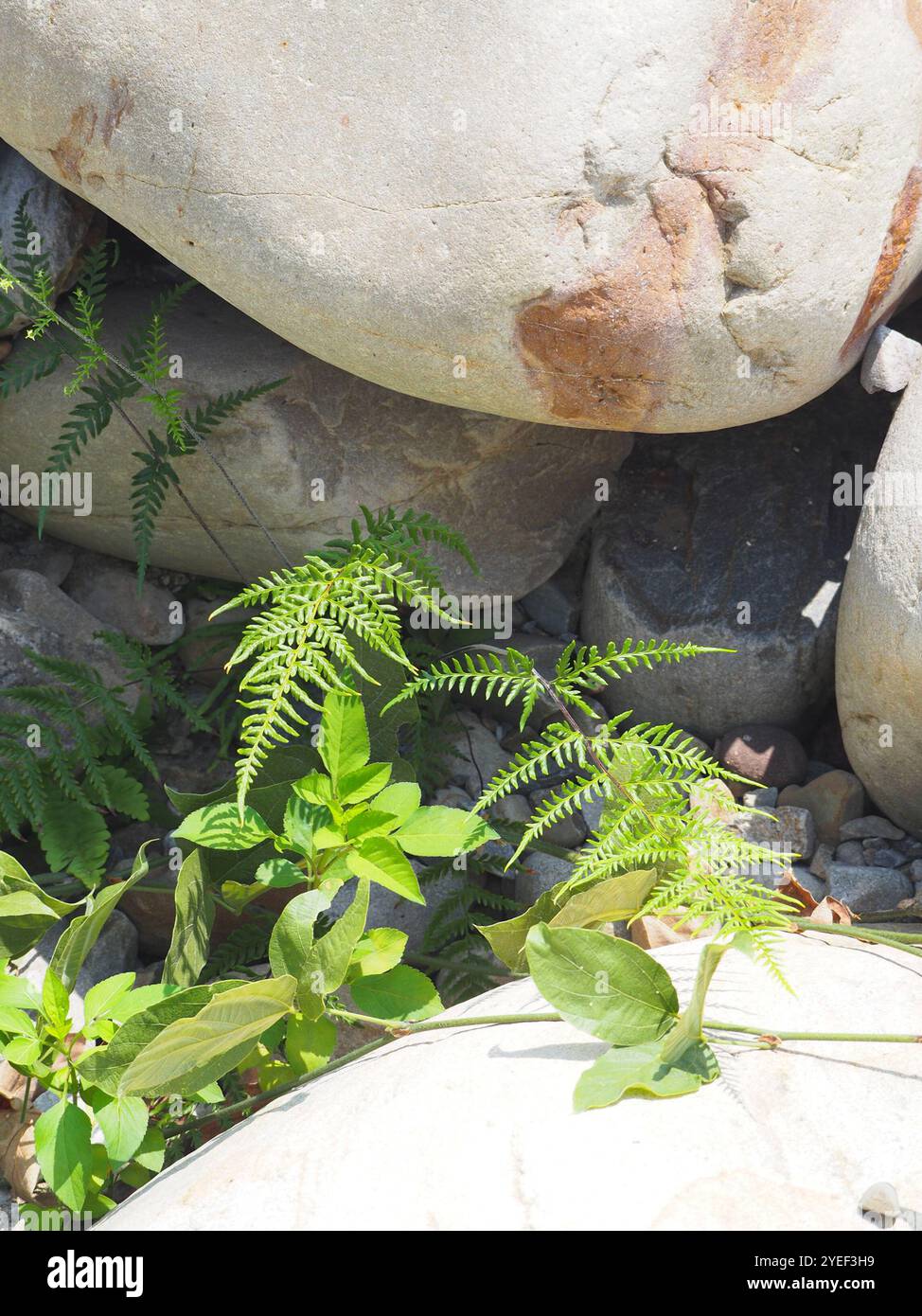 Pityrogramma hi-res stock photography and images - Alamy