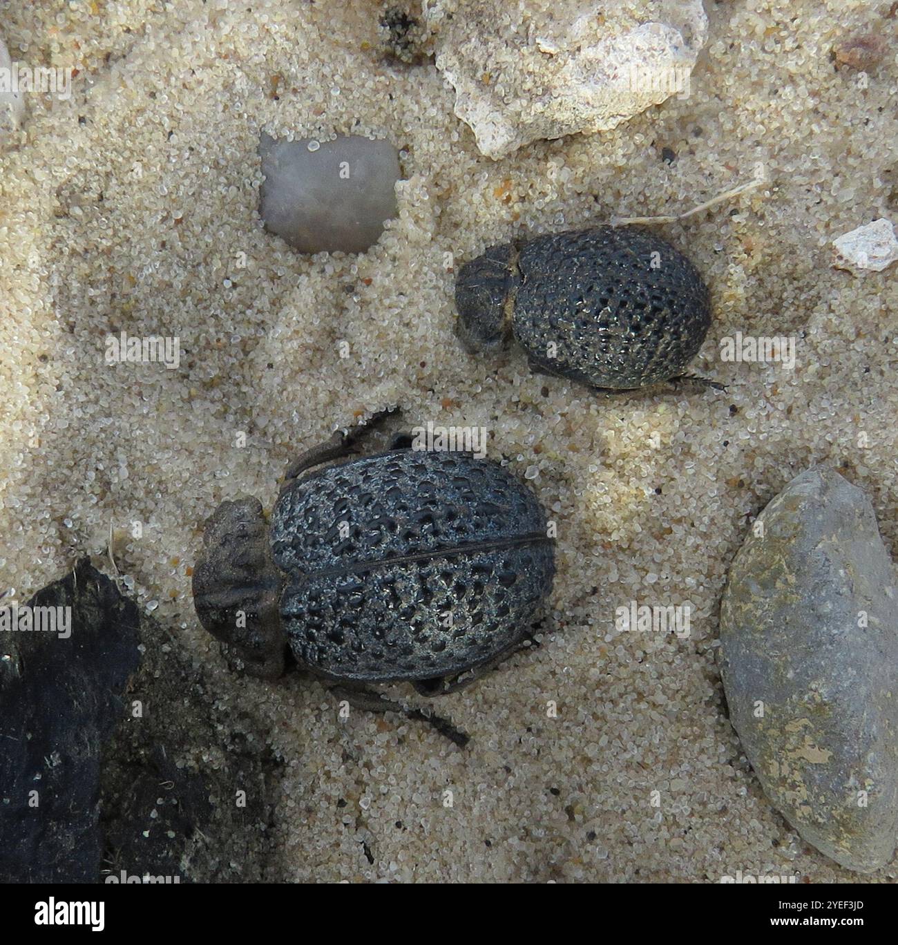 Carcass Beetles (Omorgus Stock Photo - Alamy