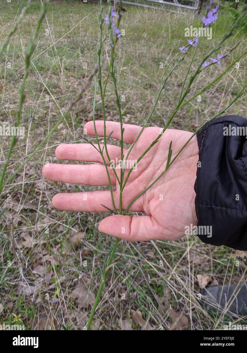 Texas vervain hi-res stock photography and images - Alamy