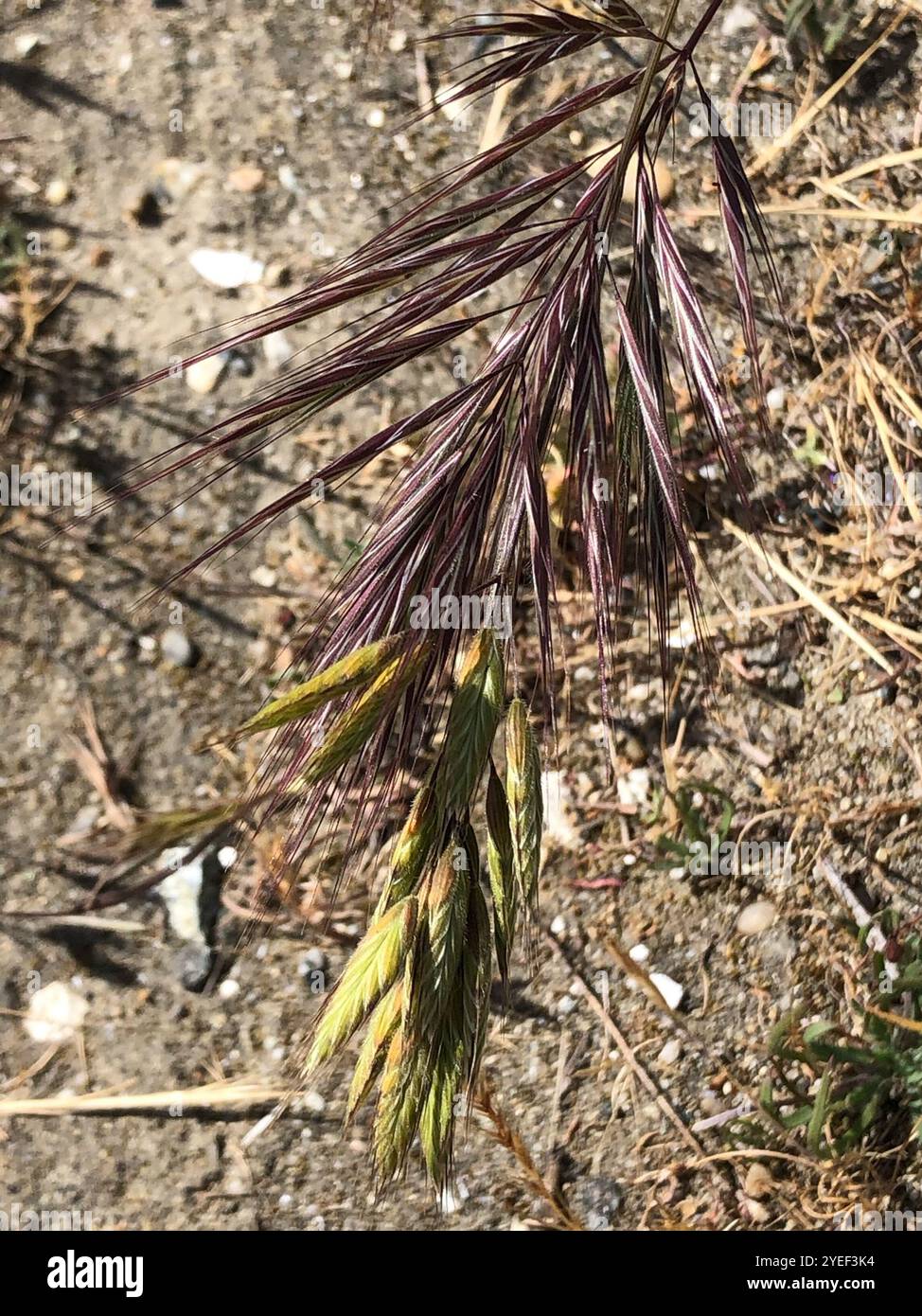 Red brome bromus rubens hi-res stock photography and images - Alamy