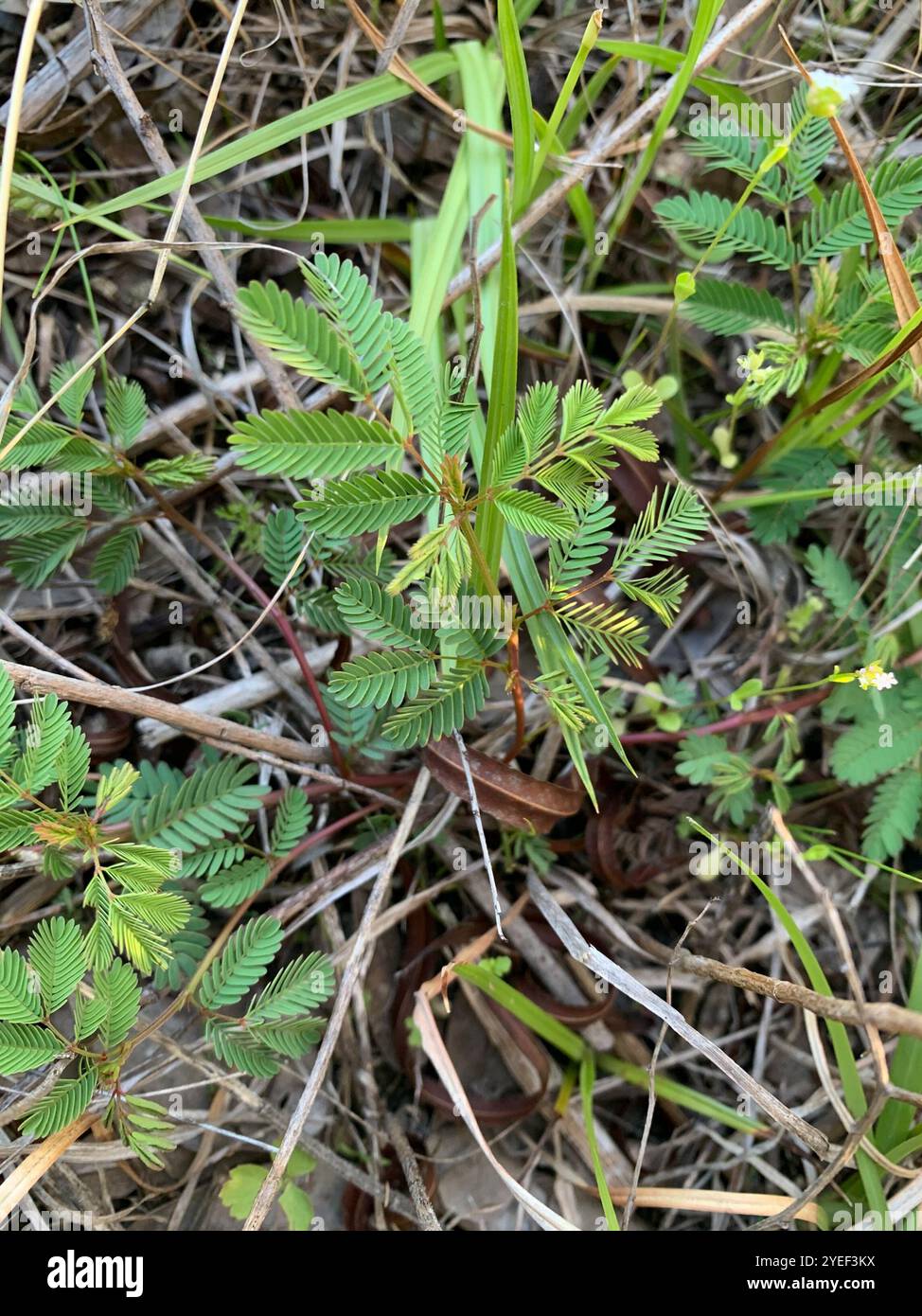 Mimoseae hi-res stock photography and images - Alamy