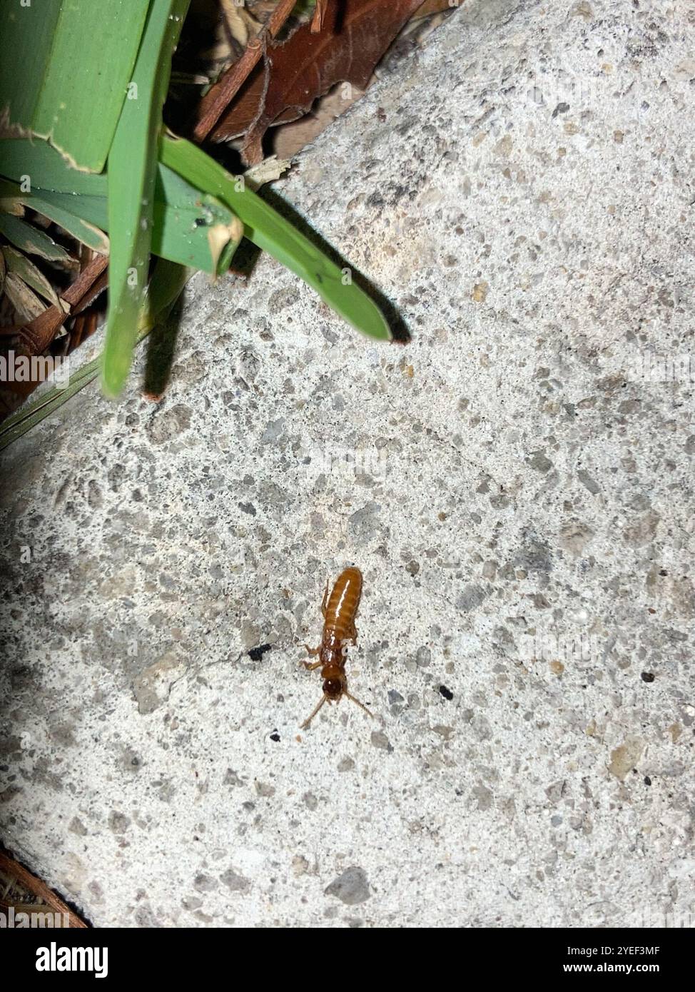 Formosan subterranean termite (Coptotermes formosanus Stock Photo - Alamy