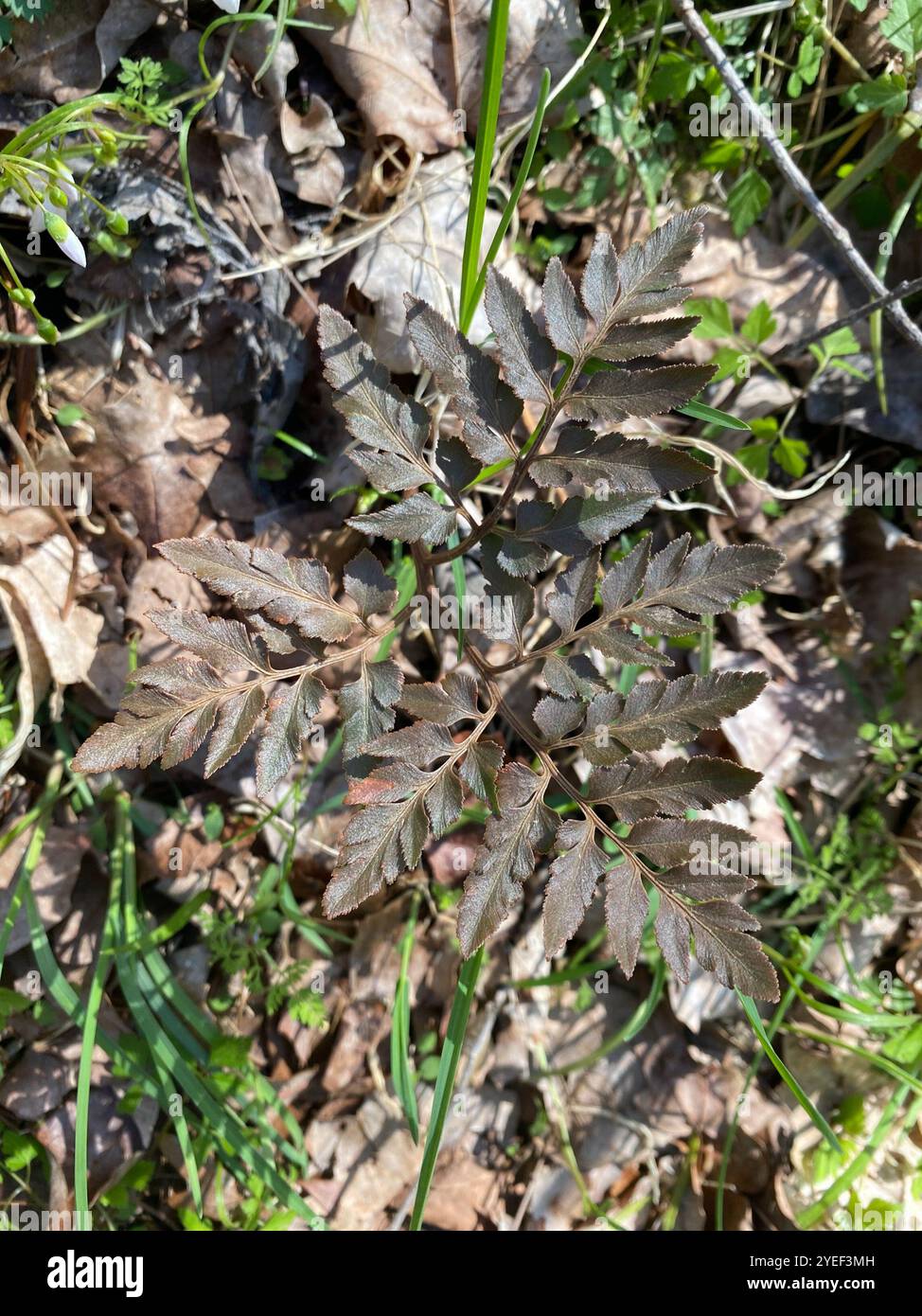 Cutleaf Grapefern (Sceptridium dissectum Stock Photo - Alamy